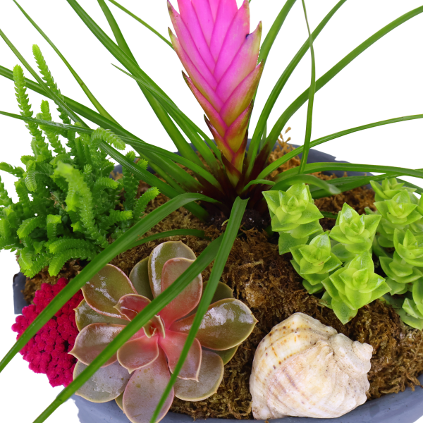 Pink success sukulent – Canlı Çiçek